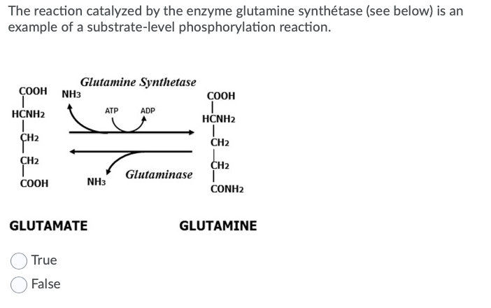 Solved The reaction catalyzed by the enzyme glutamine | Chegg.com