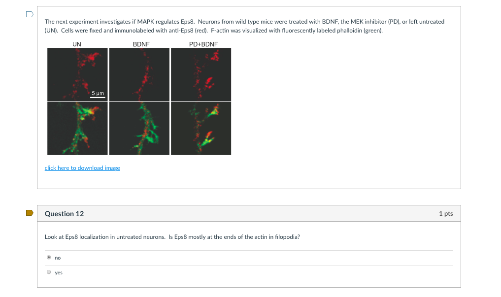 Solved The next experiment investigates if MAPK regulates | Chegg.com Solved The next experiment investigates if MAPK regulates | Chegg.com