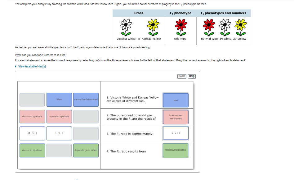 Solved As before, you self several wild-type plants from the | Chegg.com