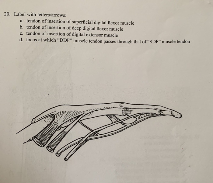 Solved 20. Label with letters/arrows: a. tendon of insertion | Chegg.com
