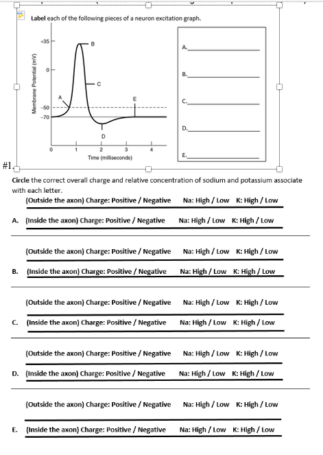 Solved Label each of the following pieces of a neuron | Chegg.com