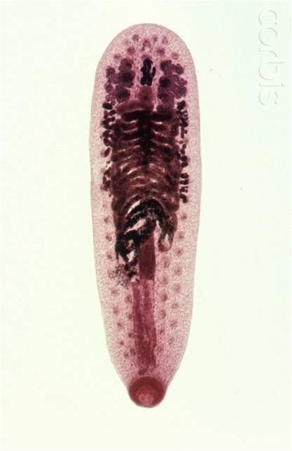 Prosthogonimus Macrorchis