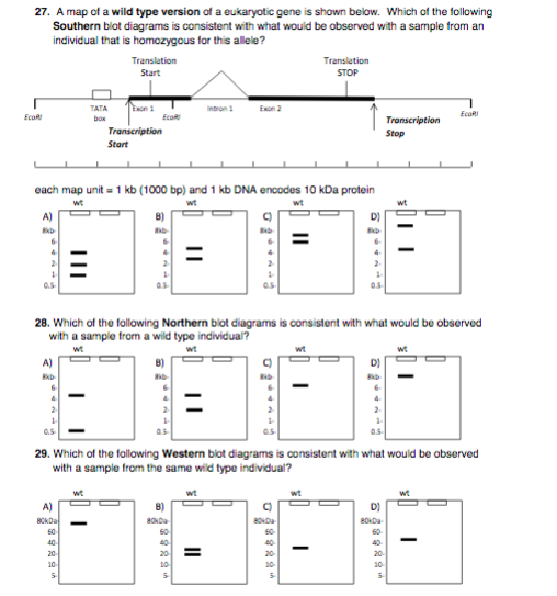 Solved 27. A map of a wild type version of a eukaryotic gene | Chegg.com