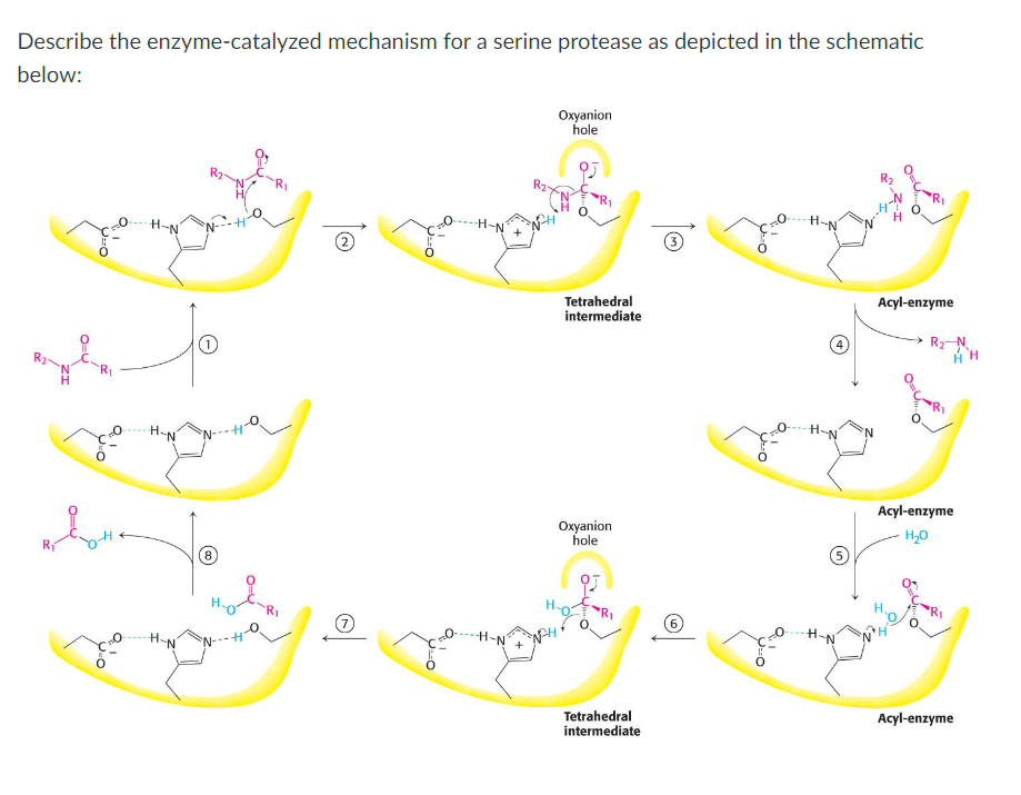 Solved Describe the enzyme-catalyzed mechanism for a serine | Chegg.com
