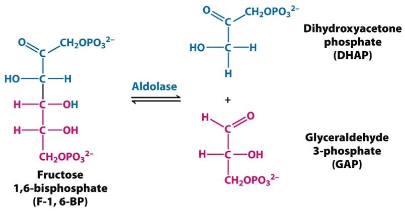 Solved In glycolysis, the conversion of F-1,6-BP to DHAP and | Chegg.com