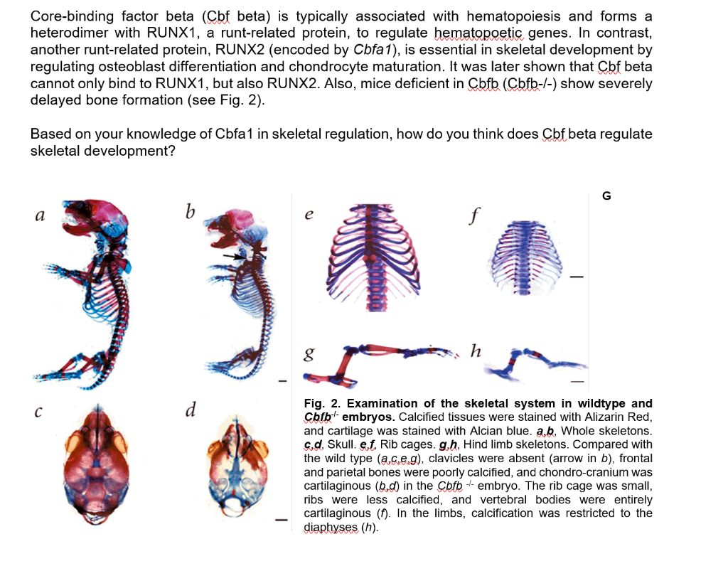 Solved Core-binding factor beta (Cbf beta) is typically | Chegg.com