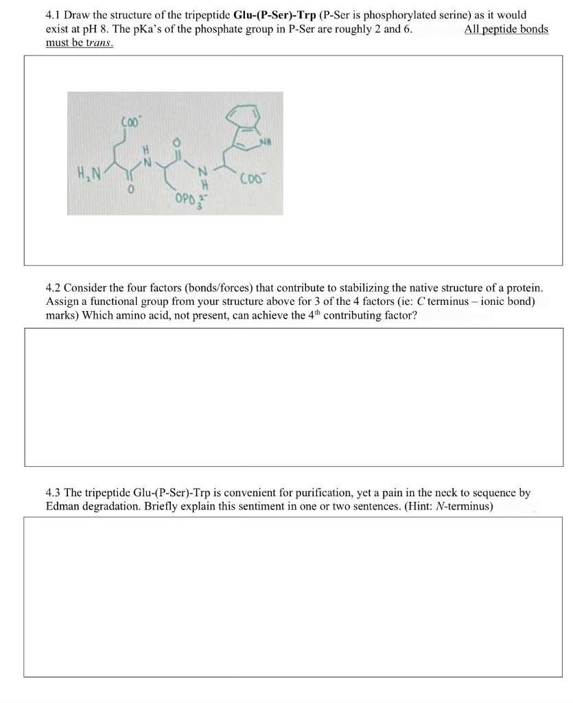 Solved 4.1 Draw the structure of the tripeptide | Chegg.com