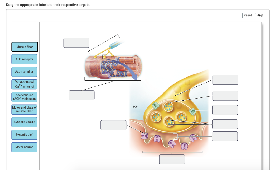 Synaptic Cleft Muscle