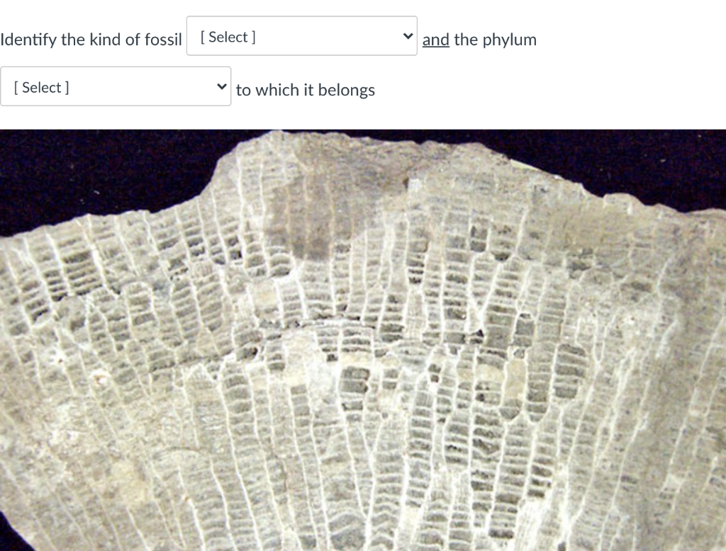Solved Identify the kind of fossil [ Select] and the phylum | Chegg.com