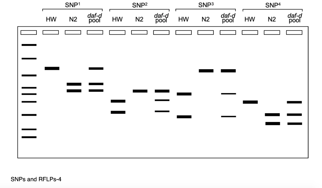 The overall approach to mapping SNPs by PCR/digest is | Chegg.com
