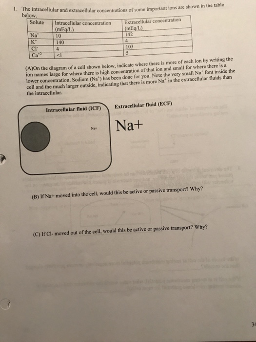 Solved The intracellular and extracellular concentrations of | Chegg.com