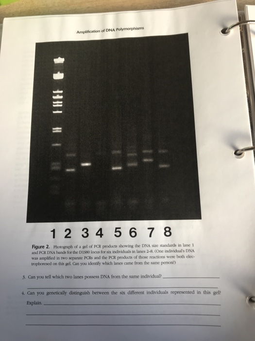 Solved L PCR AND FINGERPRINTING OF THE HUMAN D1S80 LOCUS2 | Chegg.com