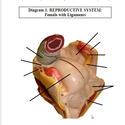 Solved ca Diagram 2: REPRODUCTIVE SYSTEM: Female - Sagittal | Chegg.com