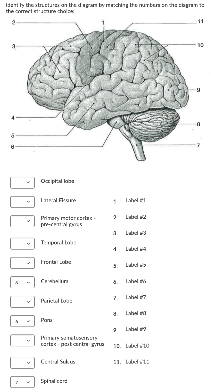Solved Identify the structures on the diagram by matching | Chegg.com