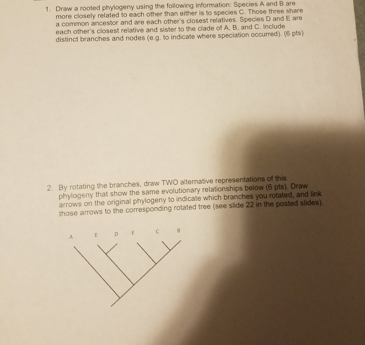Solved 1. Draw a rooted phylogeny using the following | Chegg.com