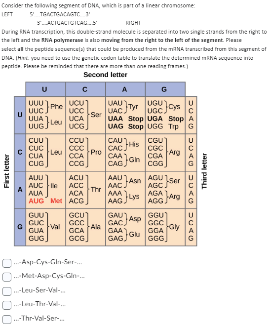 Solved Consider the following segment of DNA, which is part | Chegg.com