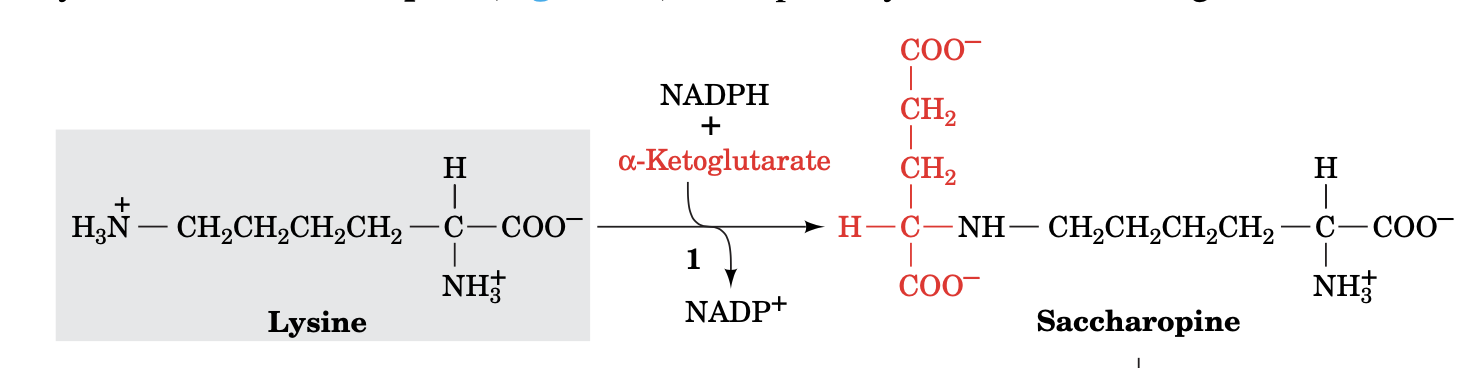 Solved The reaction is the pathway of lysine | Chegg.com
