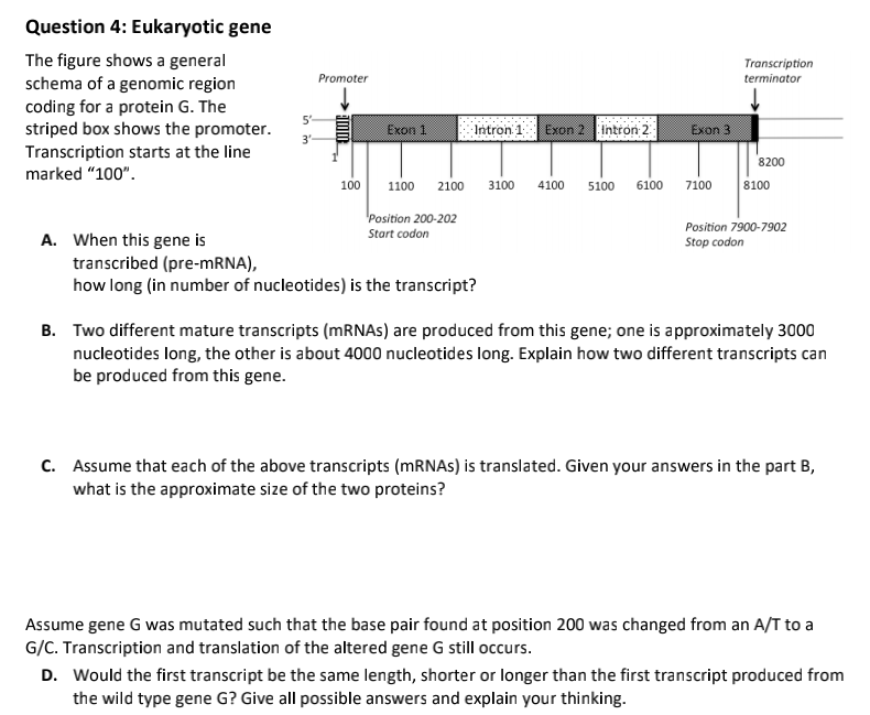 Solved Promoter 000 3 Question 4: Eukaryotic gene The figure | Chegg.com