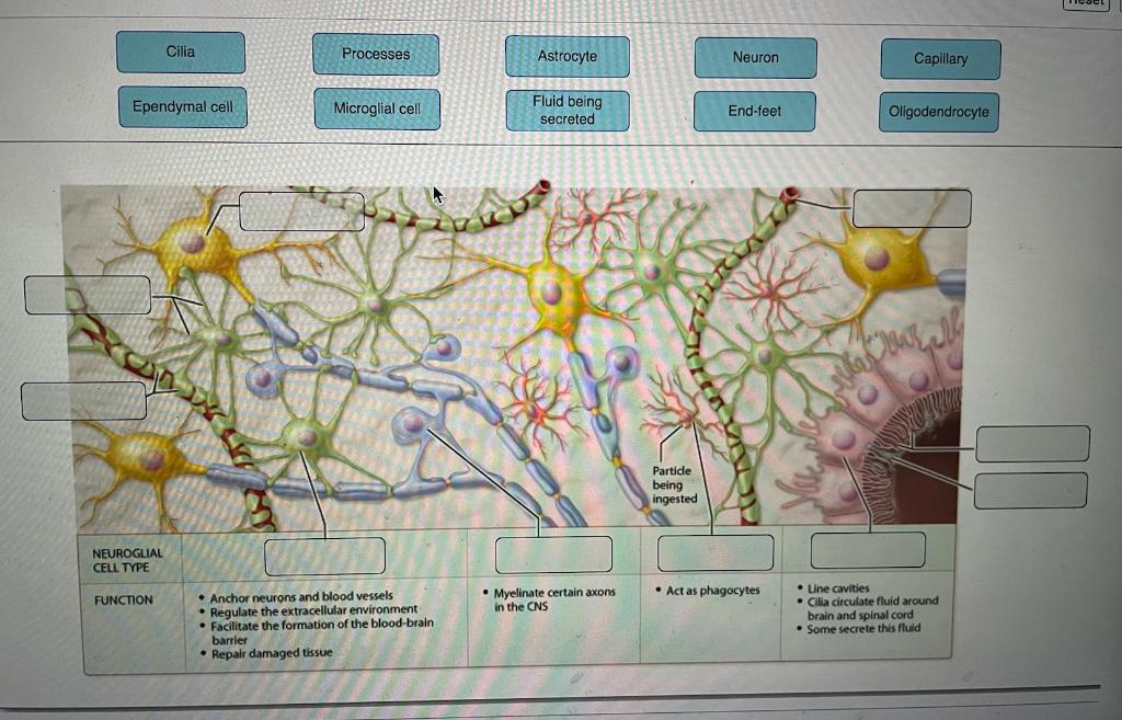 Solved Cilia Processes Astrocyte Neuron Capillary Ependymal | Chegg.com