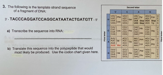 Solved 3. The following is the template strand sequence of a | Chegg.com