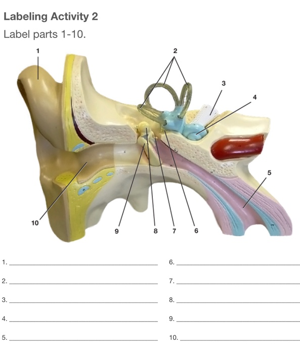 Solved Labeling Activity 2 Label parts 1-10. 4 5 10 6. 2. 7. | Chegg.com