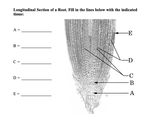 Solved Longitudinal Section of a Root. Fill in the lines | Chegg.com