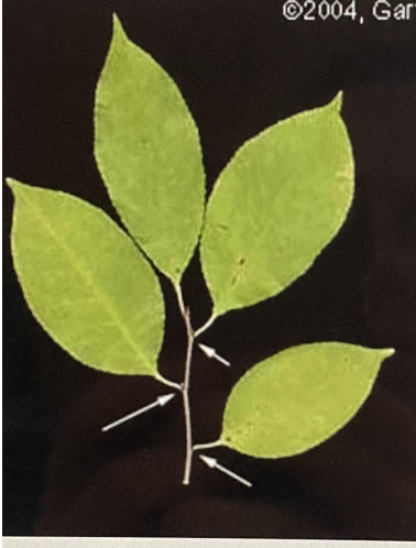 Name the phyllotaxy for this plant | Chegg.com