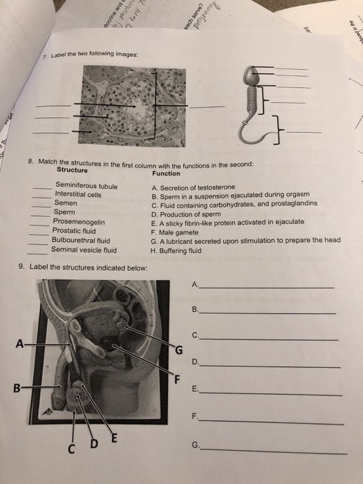 Solved Section Name: Date: 10- Male Reproductive System | Chegg.com
