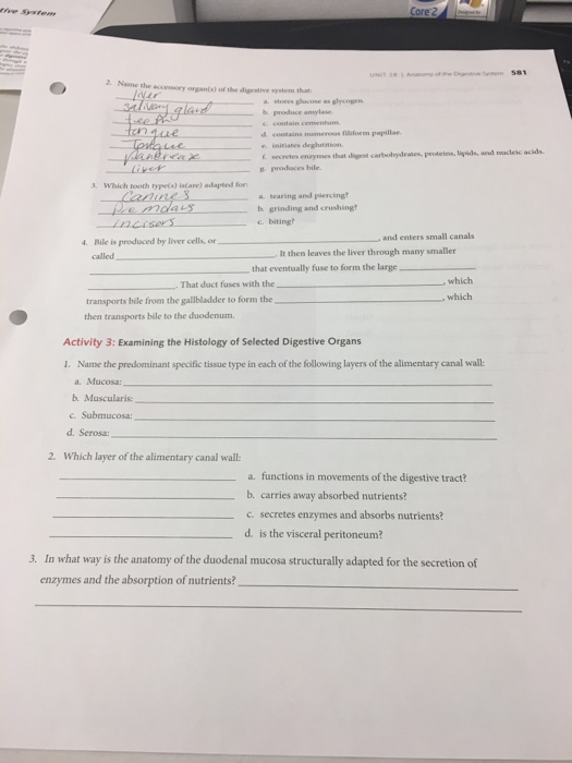 Solved ive Syst e the acesory organts) of the dipestive | Chegg.com