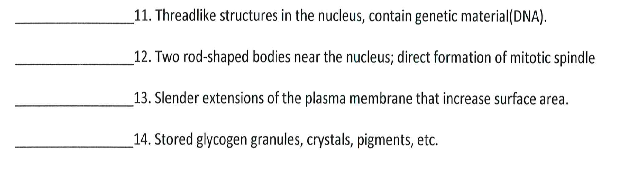 Solved _11. Threadlike structures in the nucleus, contain | Chegg.com