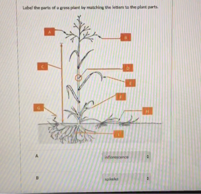 Solved Label the parts of a grass plant by matching the | Chegg.com