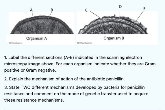 Solved 1. Label the different sections (A−E) indicated in | Chegg.com