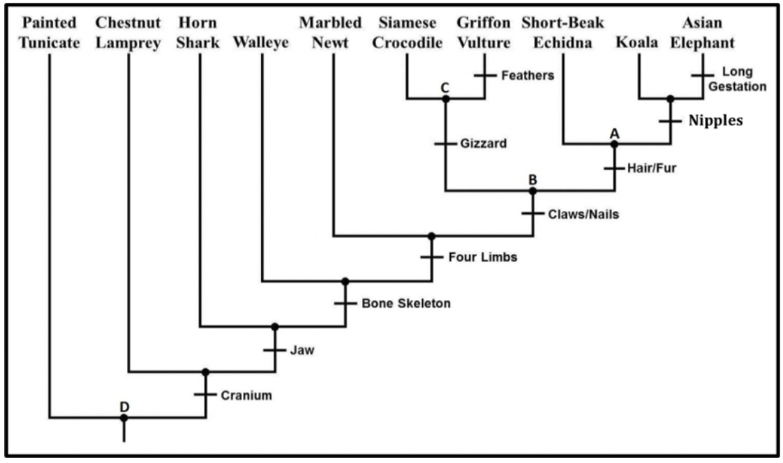 Solved Referring to the Phylogenetic Tree below, Figure 1, | Chegg.com