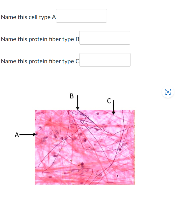 Solved Name this cell type AName this protein fiber type | Chegg.com