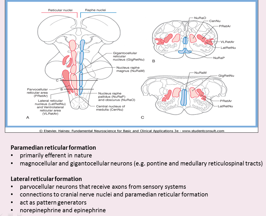 Reticular Formation Nuclei
