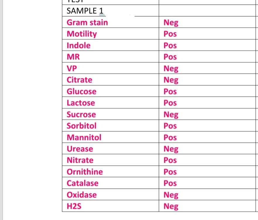 SAMPLE 2 Pos Neg Neg Pos Neg Neg Pos Gram stain | Chegg.com