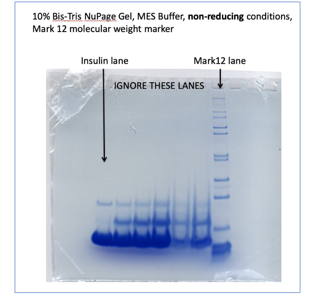 Look up the molecular weight ladder online and use | Chegg.com