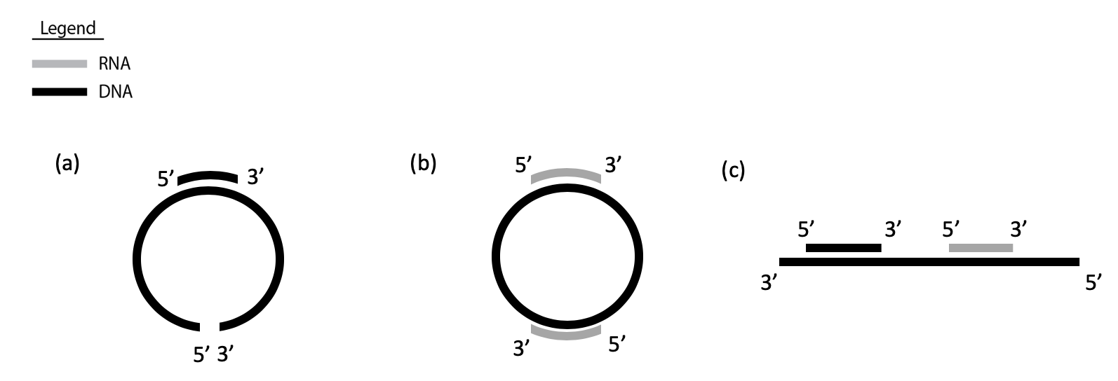 Using your knowledge of the proteins involved in the | Chegg.com
