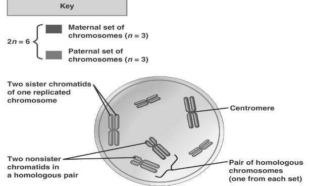 Solved How many total chromosomes does this cell contain? | Chegg.com