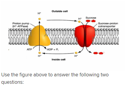 Solved Outside cell Proton pump H-ATPase) ccccc Sucrose | Chegg.com