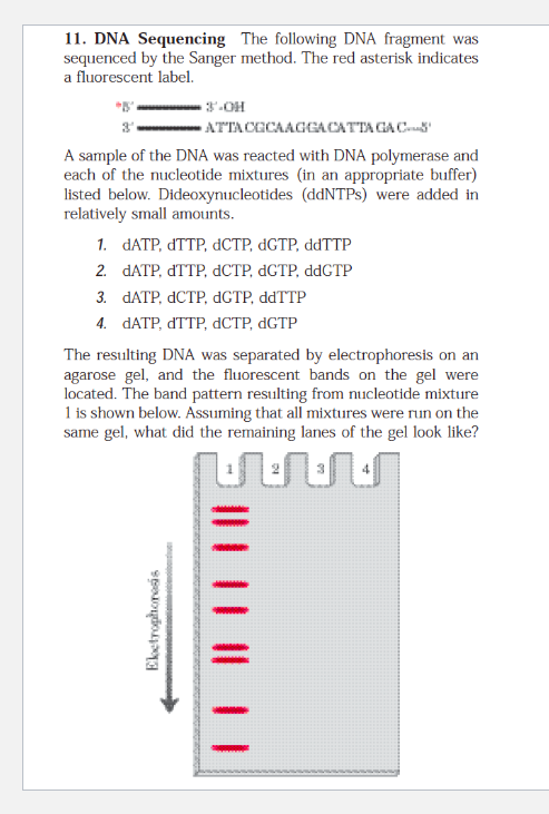 Solved 11. DNA Sequencing the following DNA fragment was | Chegg.com