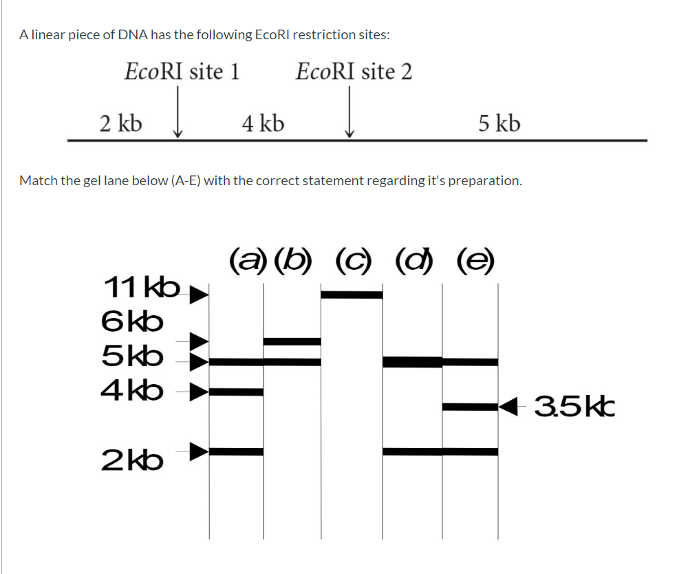 Solved A linear piece of DNA has the following EcoRI | Chegg.com