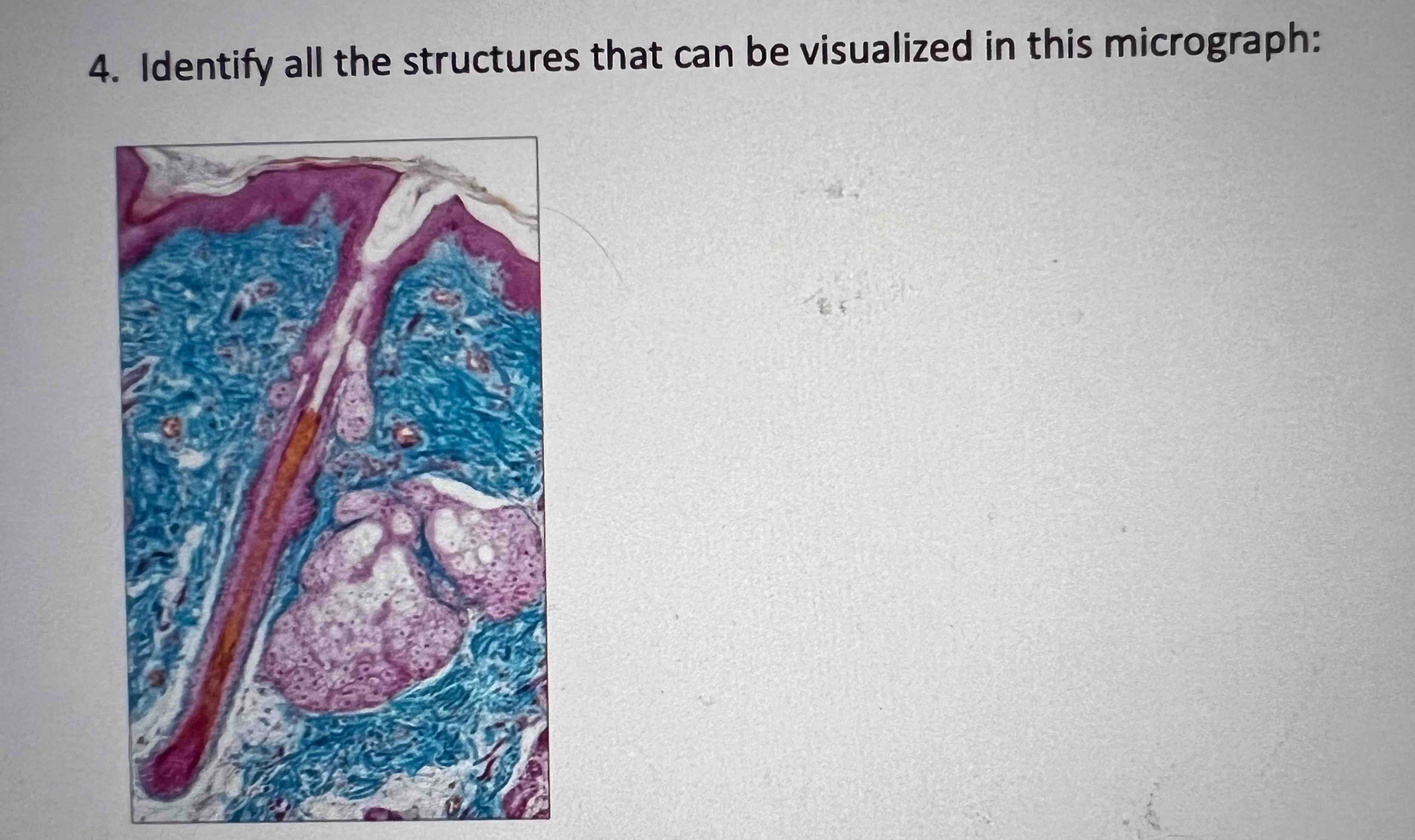 Solved Identify all the structures that can be visualized in | Chegg.com