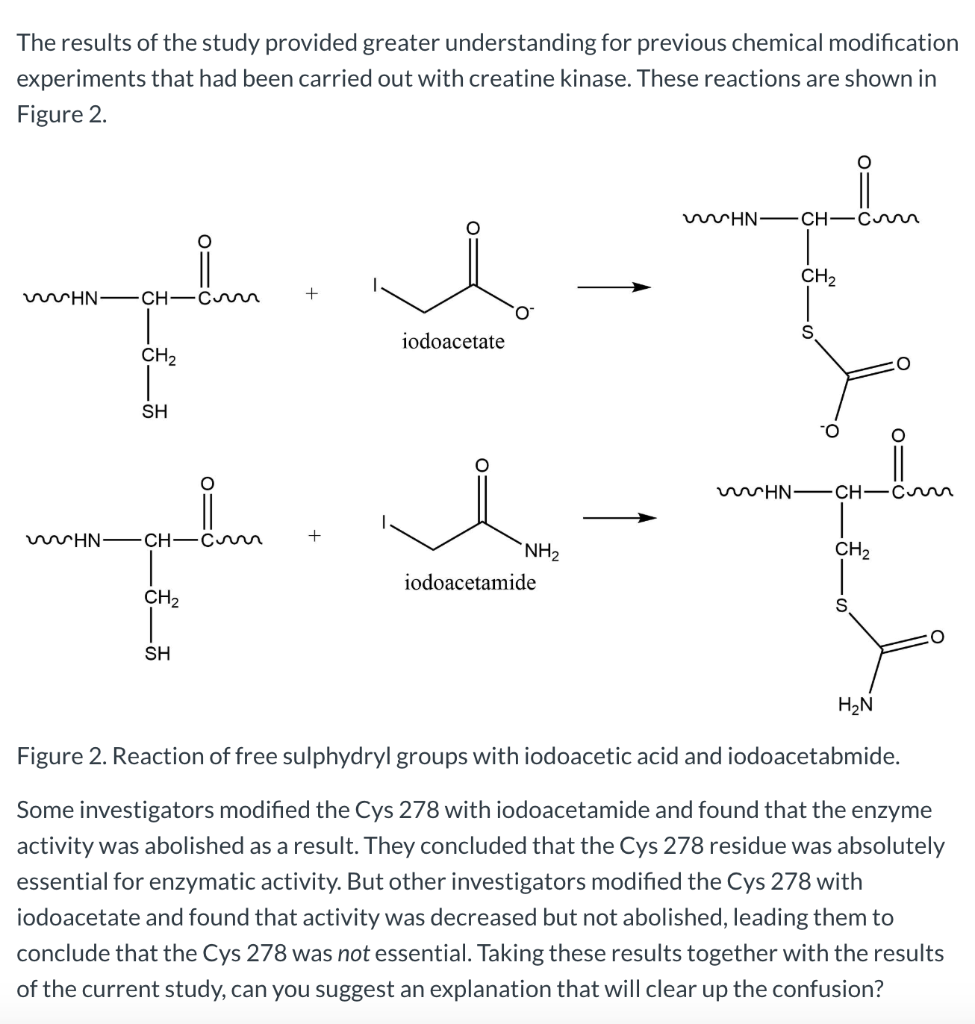 Solved Background The enzyme creatine kinase is important in | Chegg.com