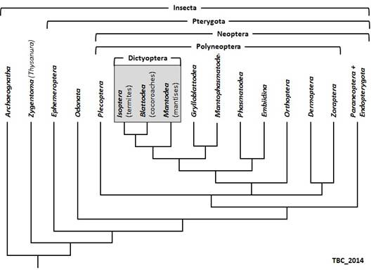 Consider the following (possible) cladogram for | Chegg.com