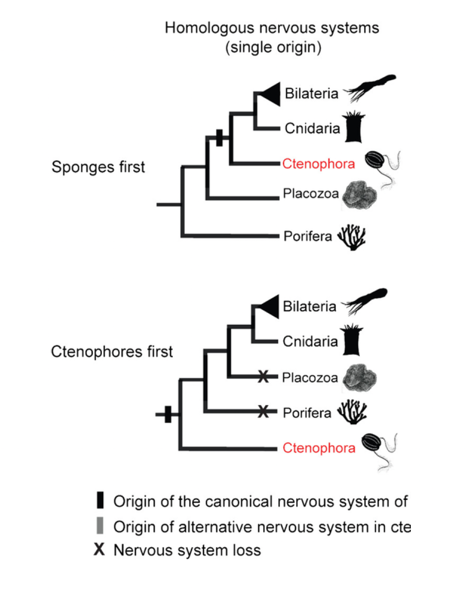 Solved 7 a.Compare the phylogenetic hypotheses below using | Chegg.com