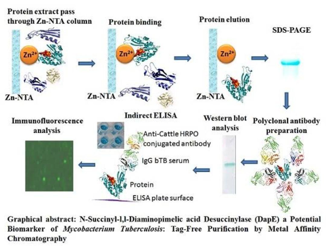 Solved Protein extract pass through Zn-NTA column Protein | Chegg.com
