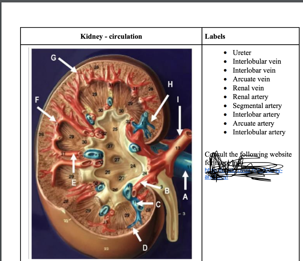 Solved Kidney - circulation - Labels G . H Ureter | Chegg.com