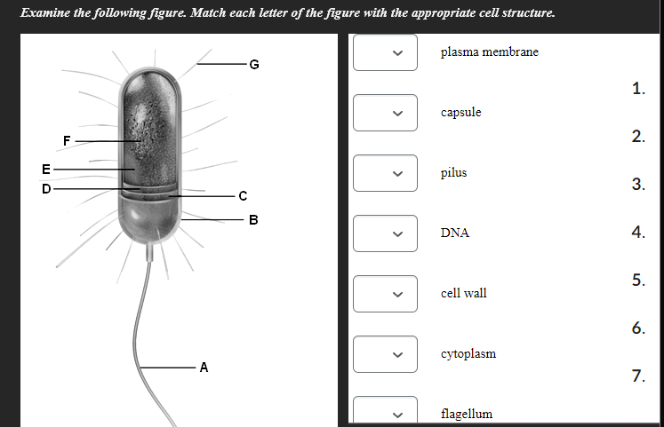 Solved Examine the following figure. Match each letter of | Chegg.com Solved Examine the following figure. Match each letter of | Chegg.com