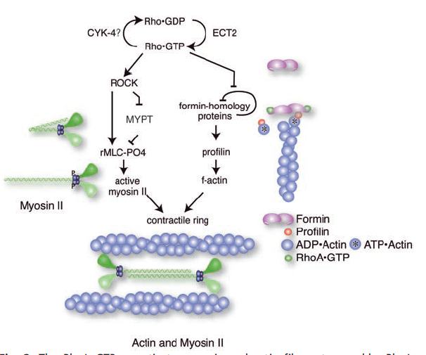Solved Looking at the figure. How will actions of formin and | Chegg.com